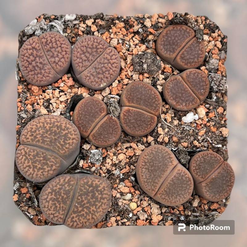 Lithops | Discover Rare Succulent Plants at Vivian Lithops Garden